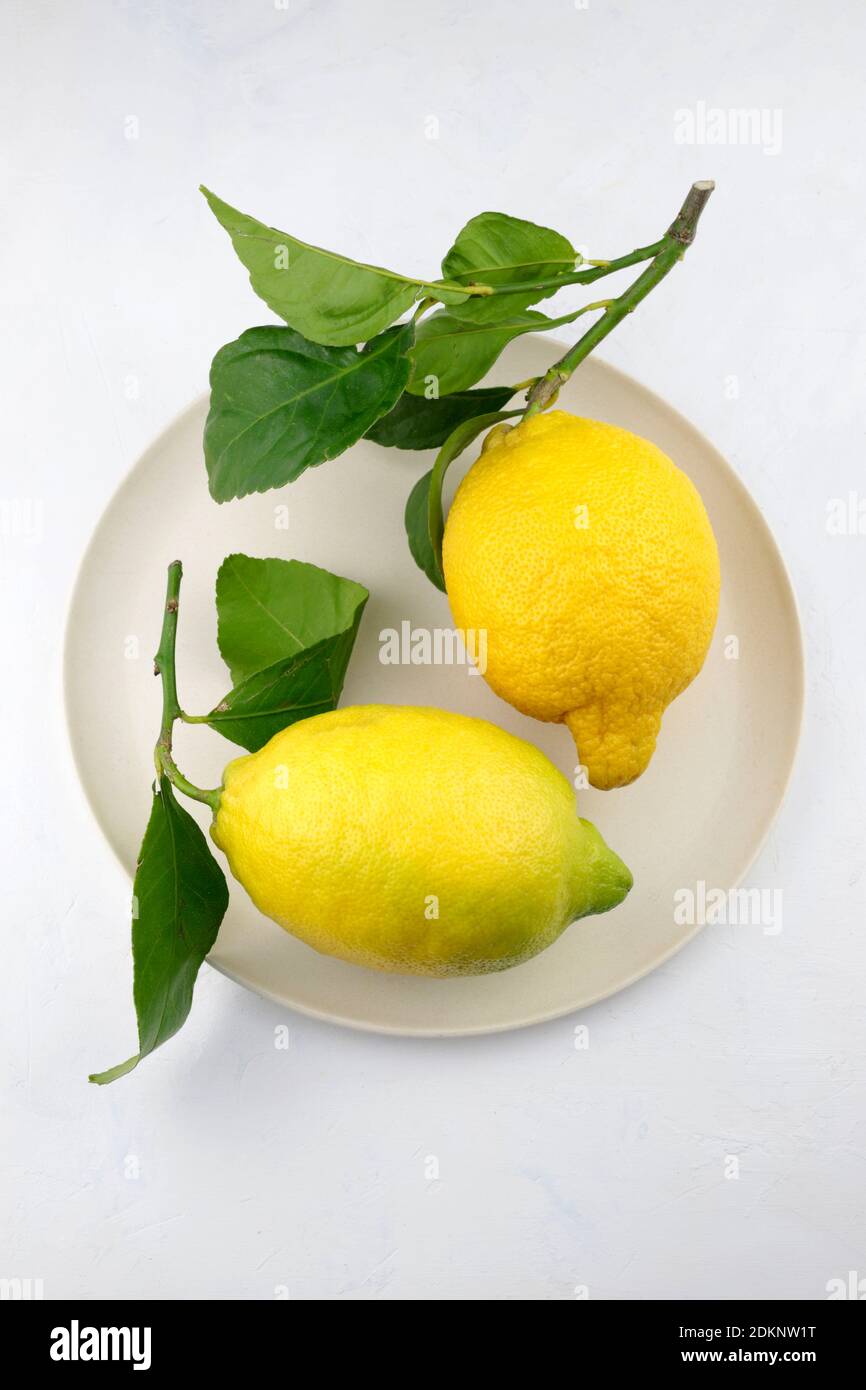 Lemon fruit with leaves isolated on white background.Top view Stock ...