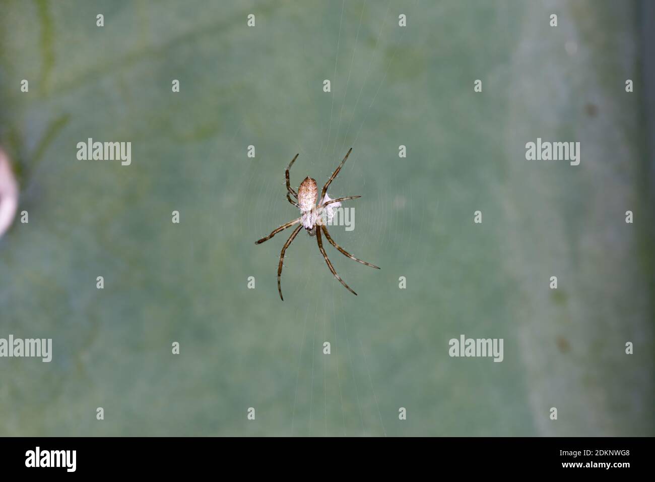 Brazilian spider of the genus Argiope Stock Photo - Alamy