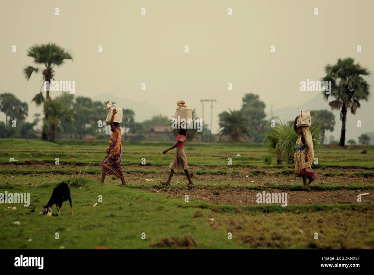 Rural life india hi-res stock photography and images - Alamy
