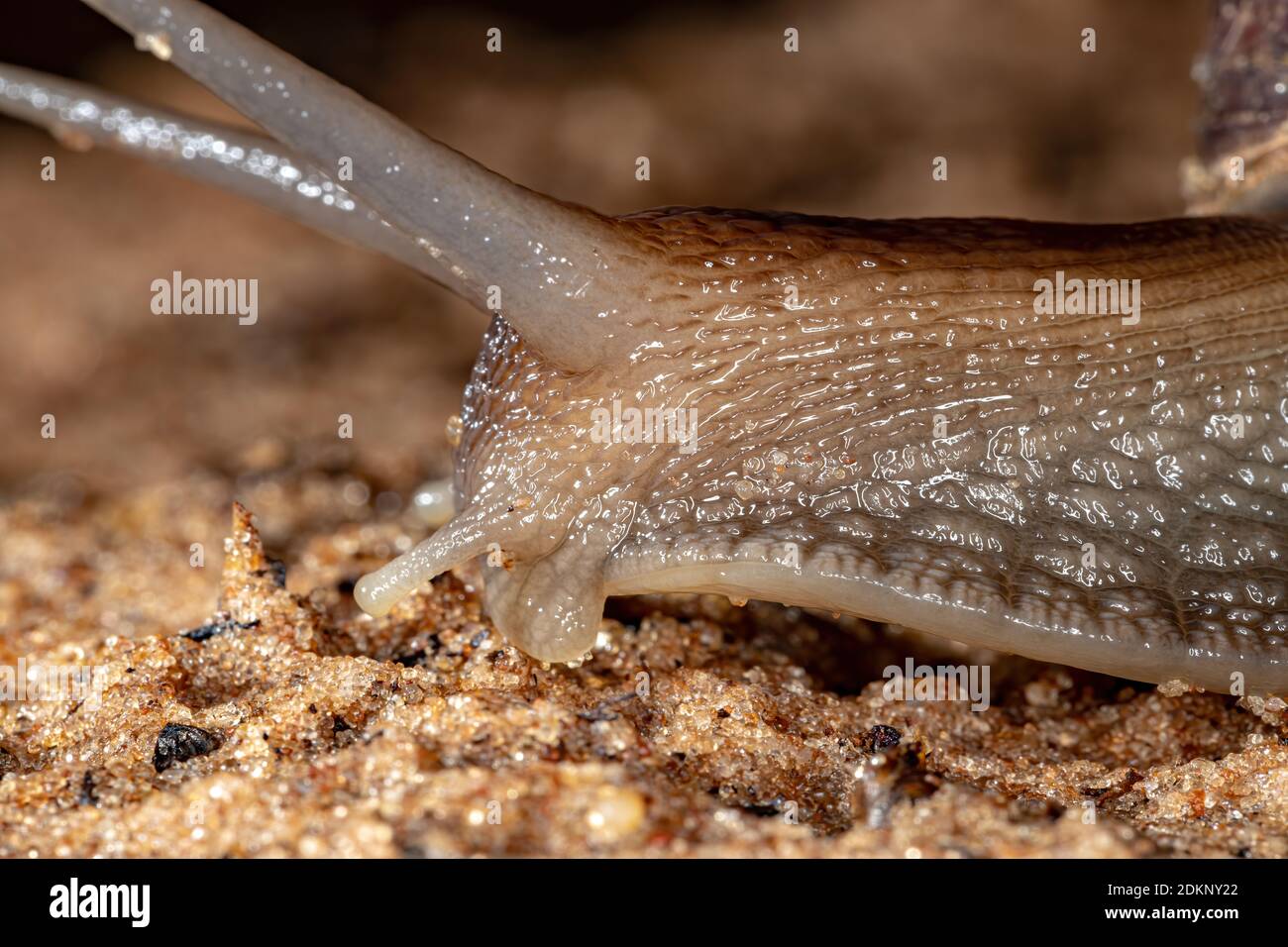 African Giant Snail of the species Lissachatina fulica Stock Photo - Alamy