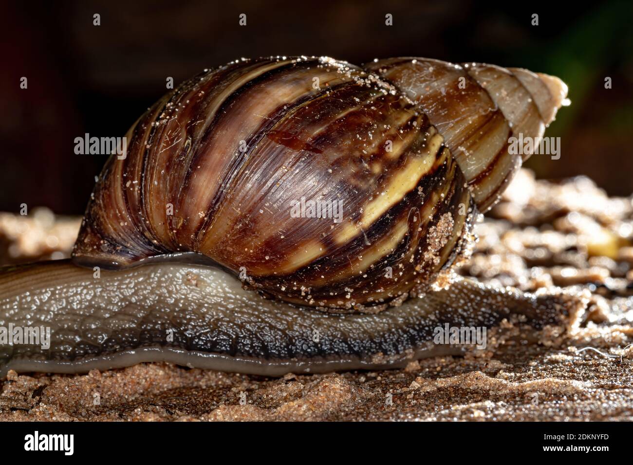 African Giant Snail of the species Lissachatina fulica Stock Photo - Alamy