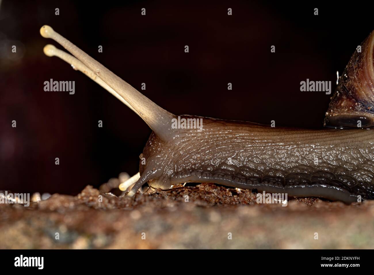 African Giant Snail of the species Lissachatina fulica Stock Photo - Alamy
