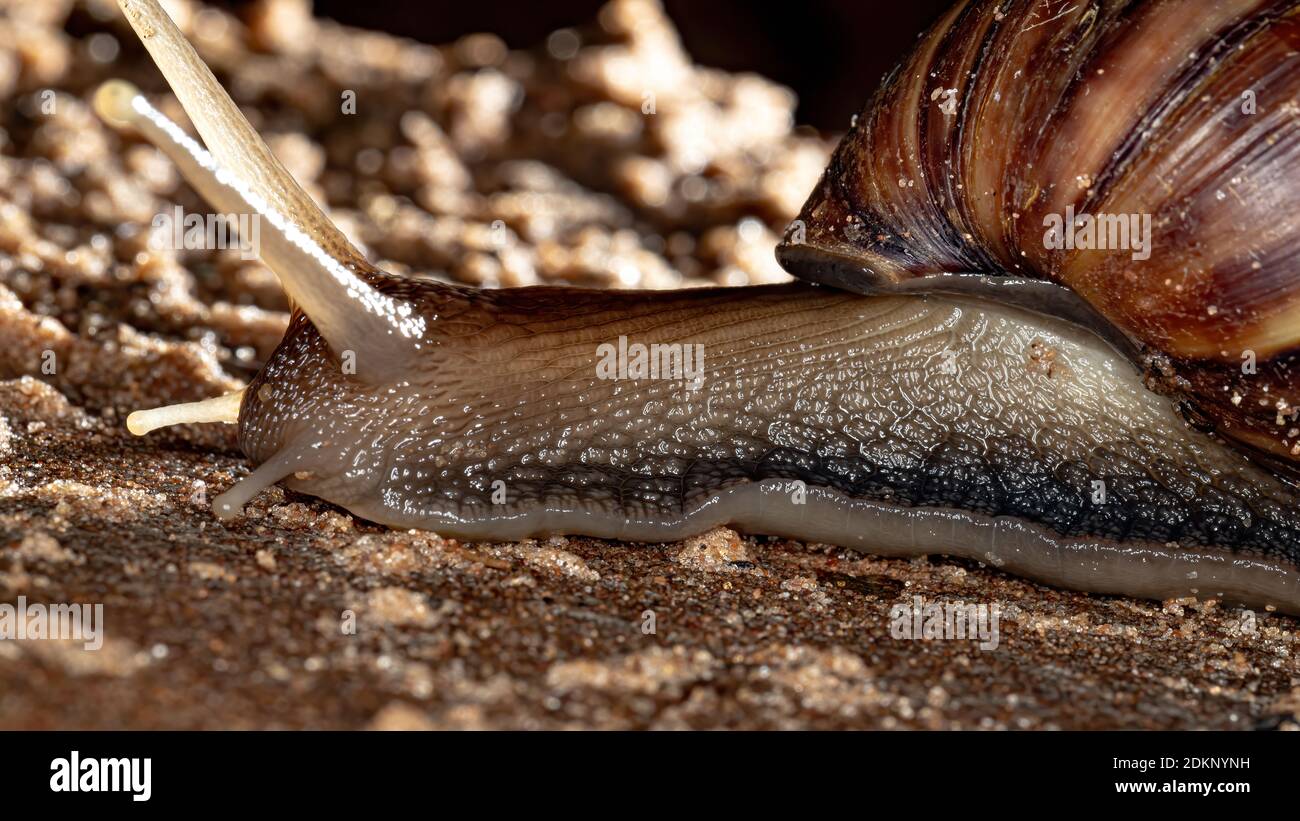 African Giant Snail of the species Lissachatina fulica Stock Photo - Alamy