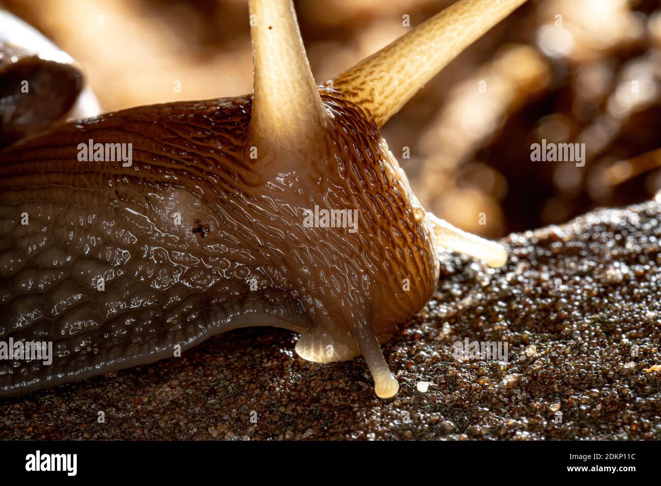 African Giant Snail of the species Lissachatina fulica Stock Photo - Alamy