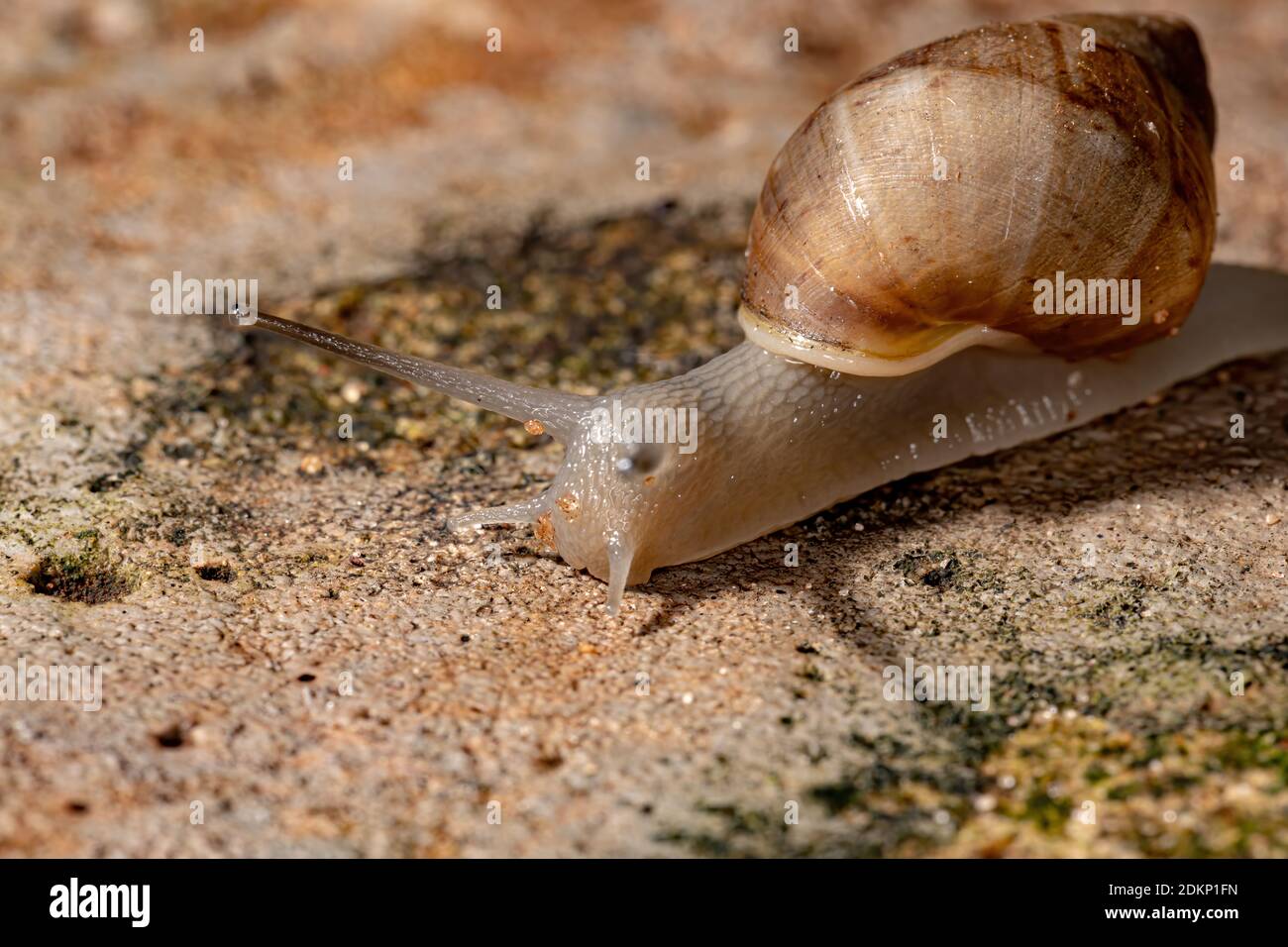 African Giant Snail of the species Lissachatina fulica Stock Photo - Alamy