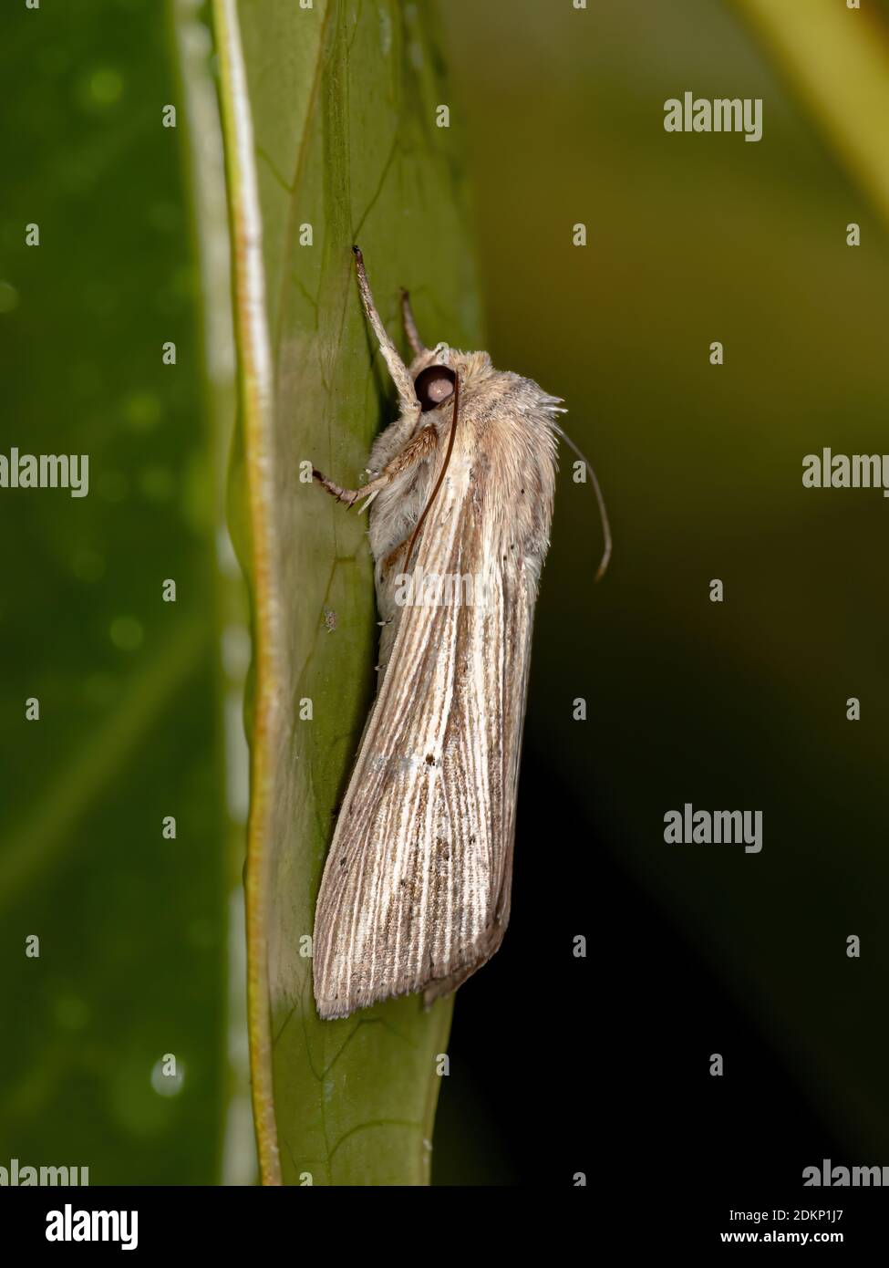 Wainscot Moth of the Tribe Leucaniini Stock Photo - Alamy