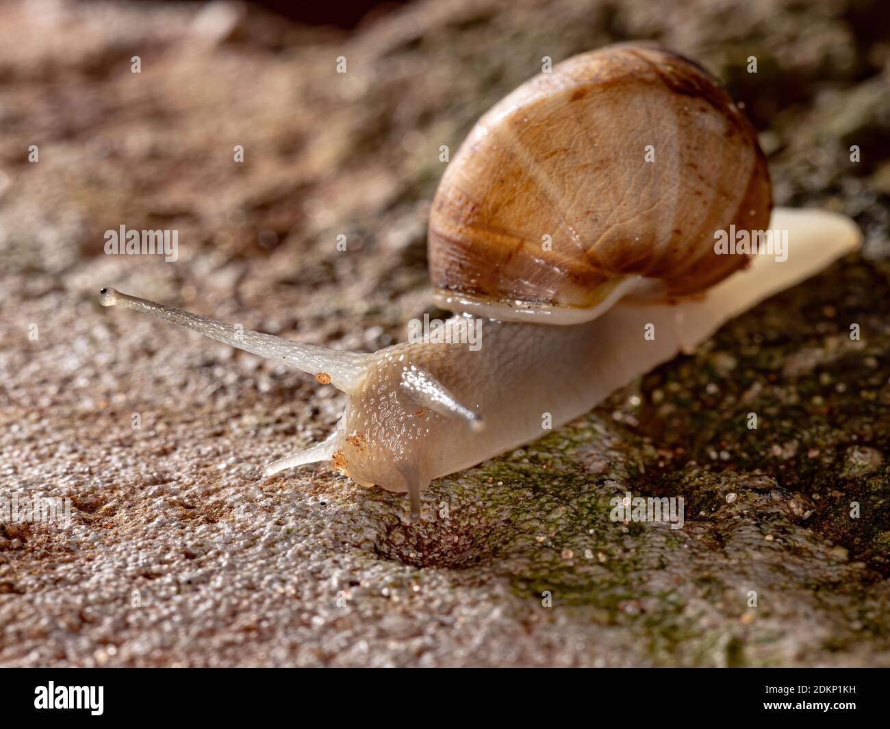 African Giant Snail of the species Lissachatina fulica Stock Photo - Alamy