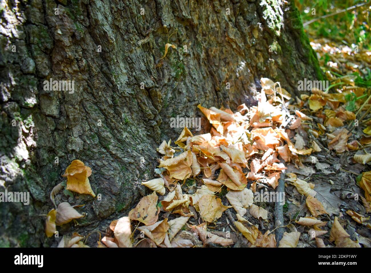 Fallen leaves at the foot of an oak tree Stock Photo - Alamy