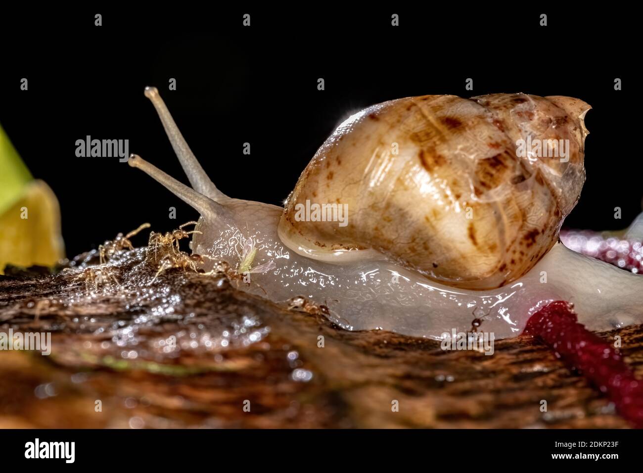 African Giant Snail of the species Lissachatina fulica Stock Photo - Alamy