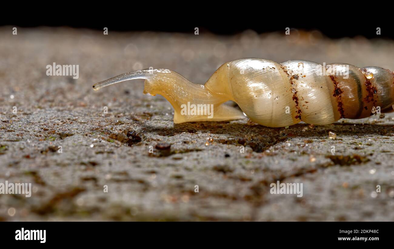 Tectipleura hi-res stock photography and images - Alamy