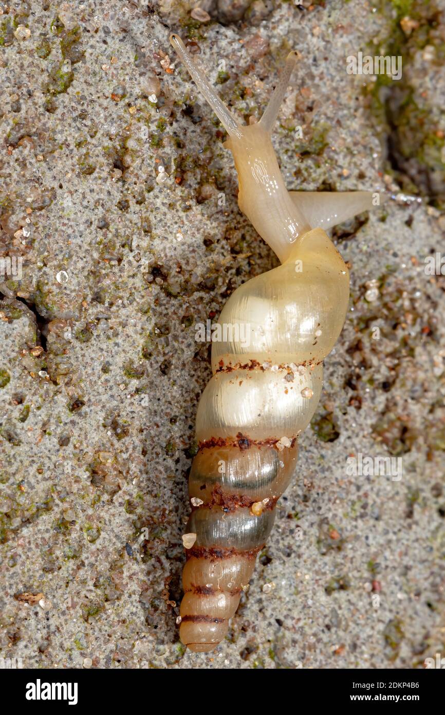 Octona hi-res stock photography and images - Alamy