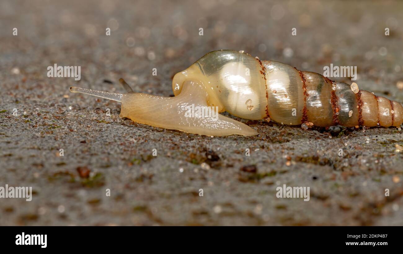 Miniature Awlsnail of the species Subulina octona Stock Photo - Alamy