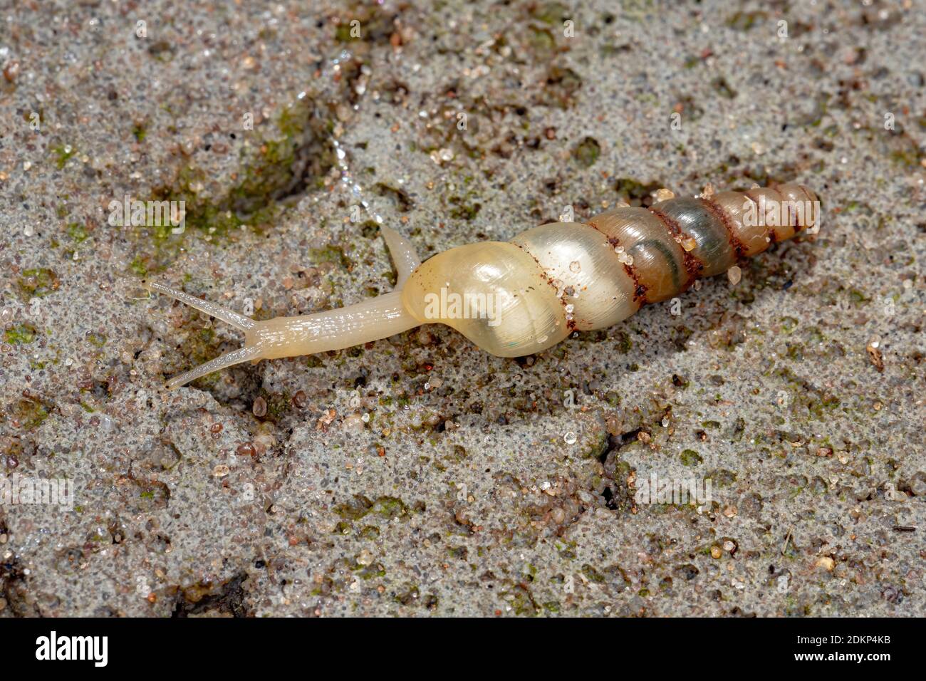 Miniature Awlsnail of the species Subulina octona Stock Photo - Alamy