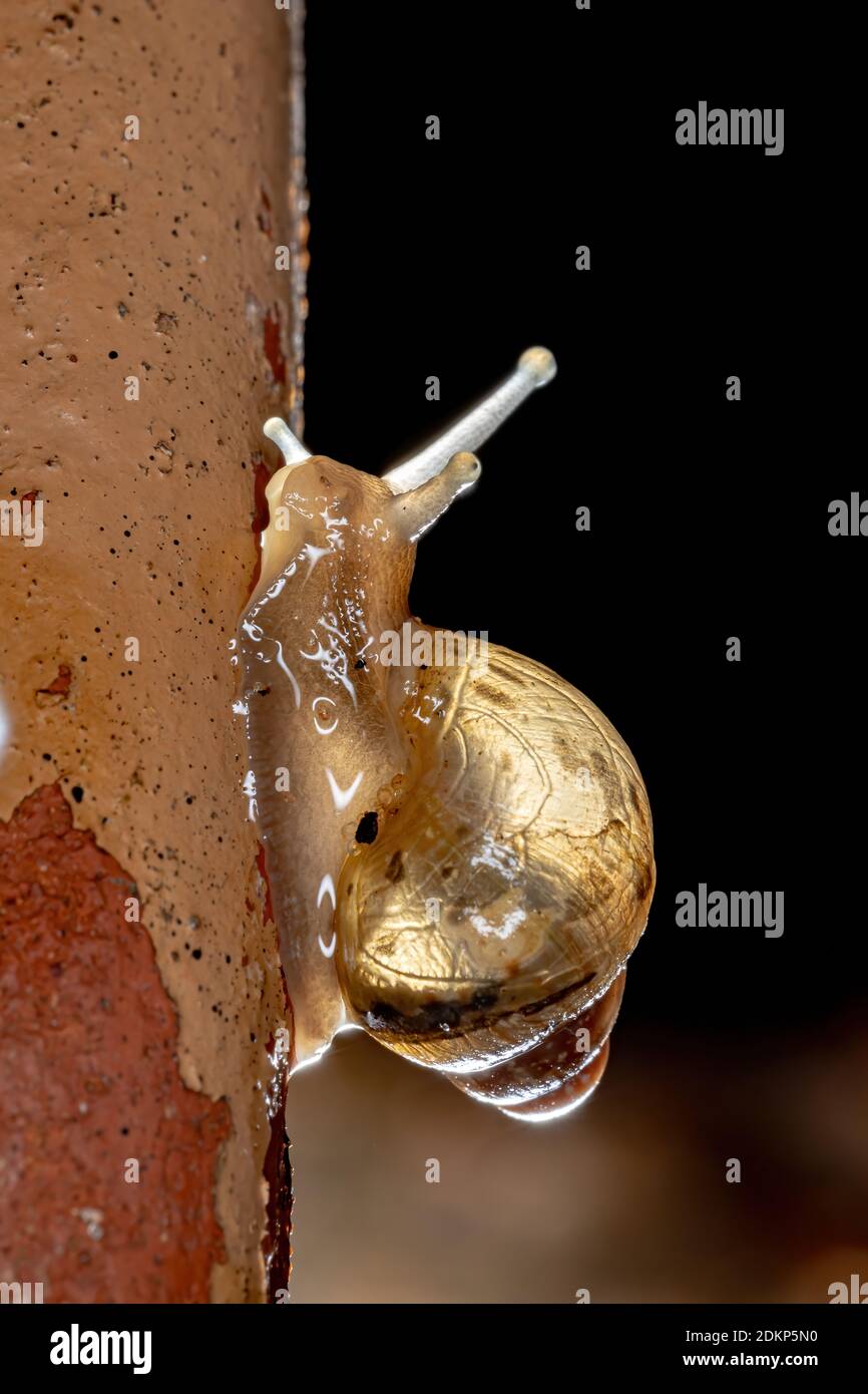 African Giant Snail of the species Lissachatina fulica Stock Photo - Alamy
