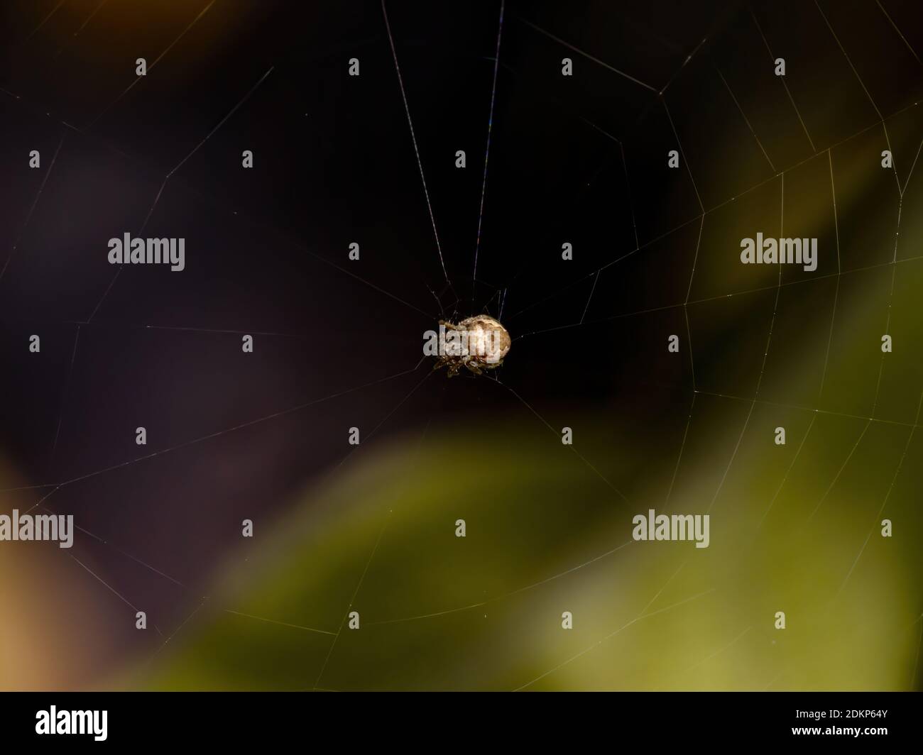 Family araneidae hi-res stock photography and images - Alamy