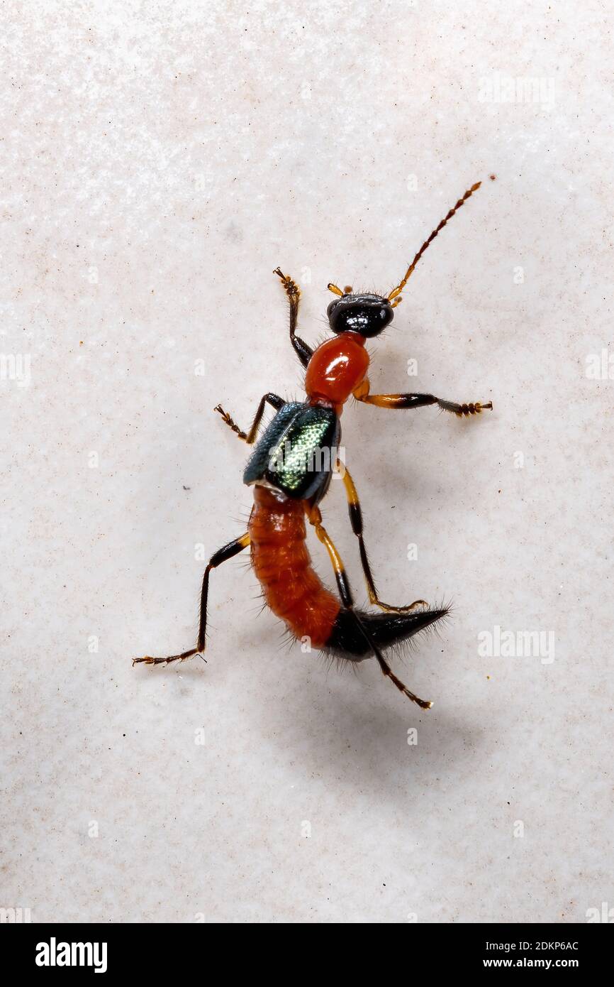 Whiplash Beetle of the Genus Paederus Stock Photo - Alamy