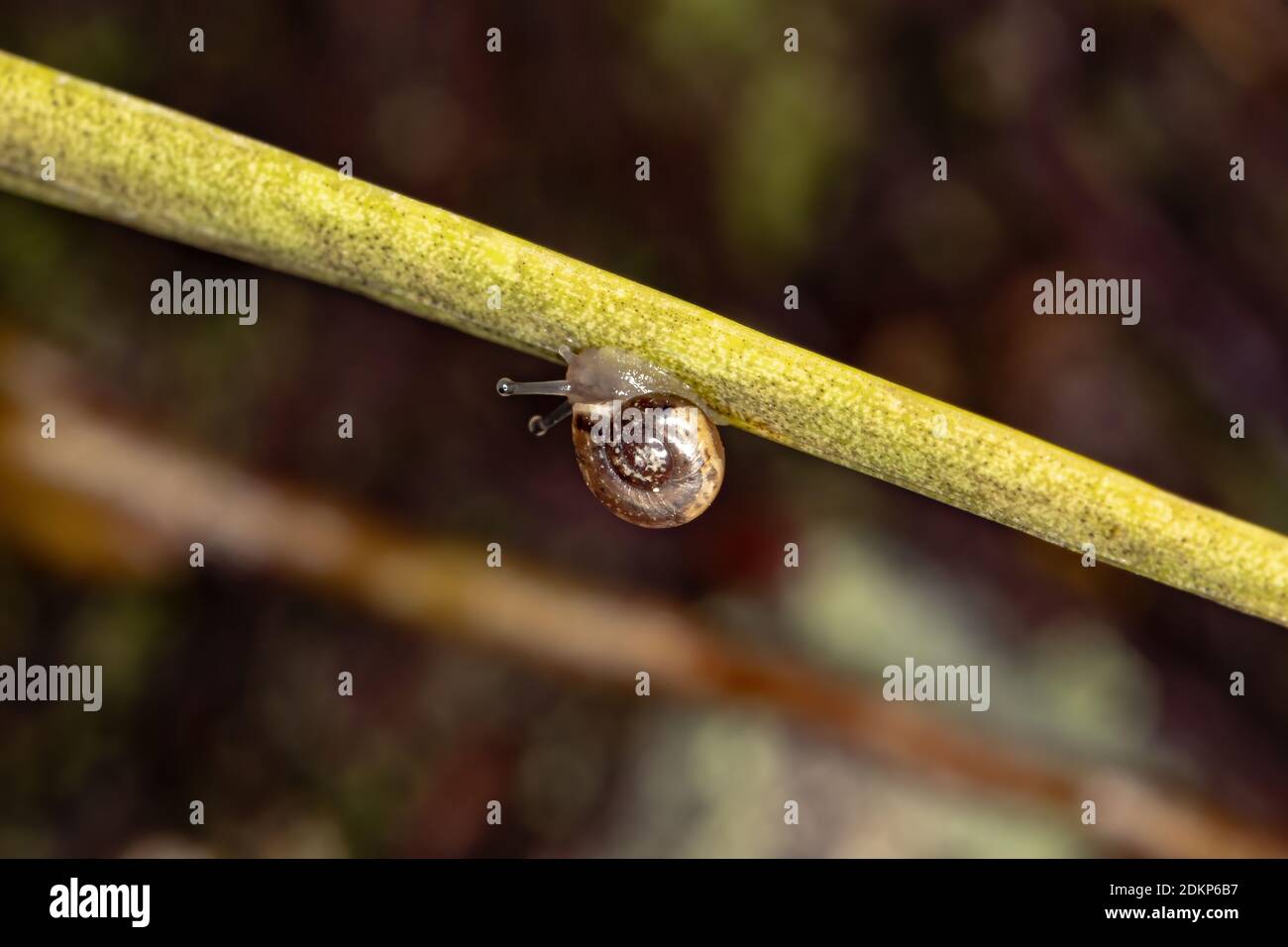 Bradybaena mating hi-res stock photography and images - Alamy