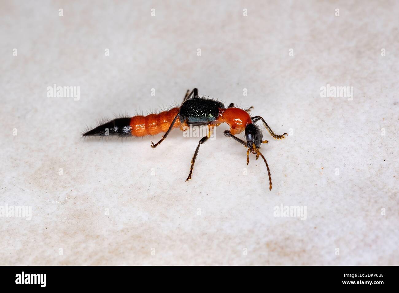 Paederus Dermatitis High Resolution Stock Photography and Images - Alamy