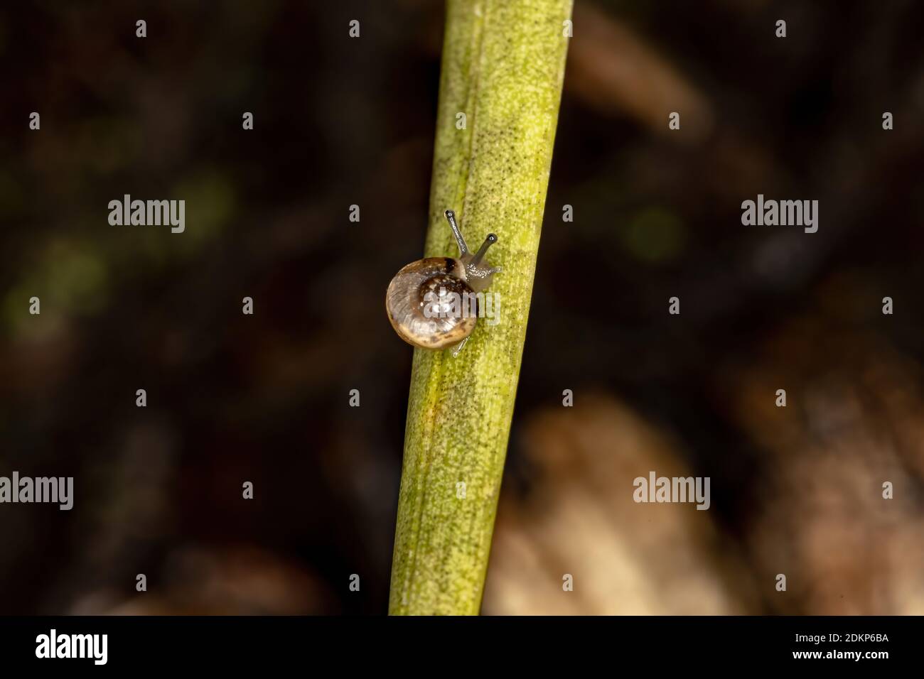 Awl Snail of the Subfamily Subulininae Stock Photo - Alamy