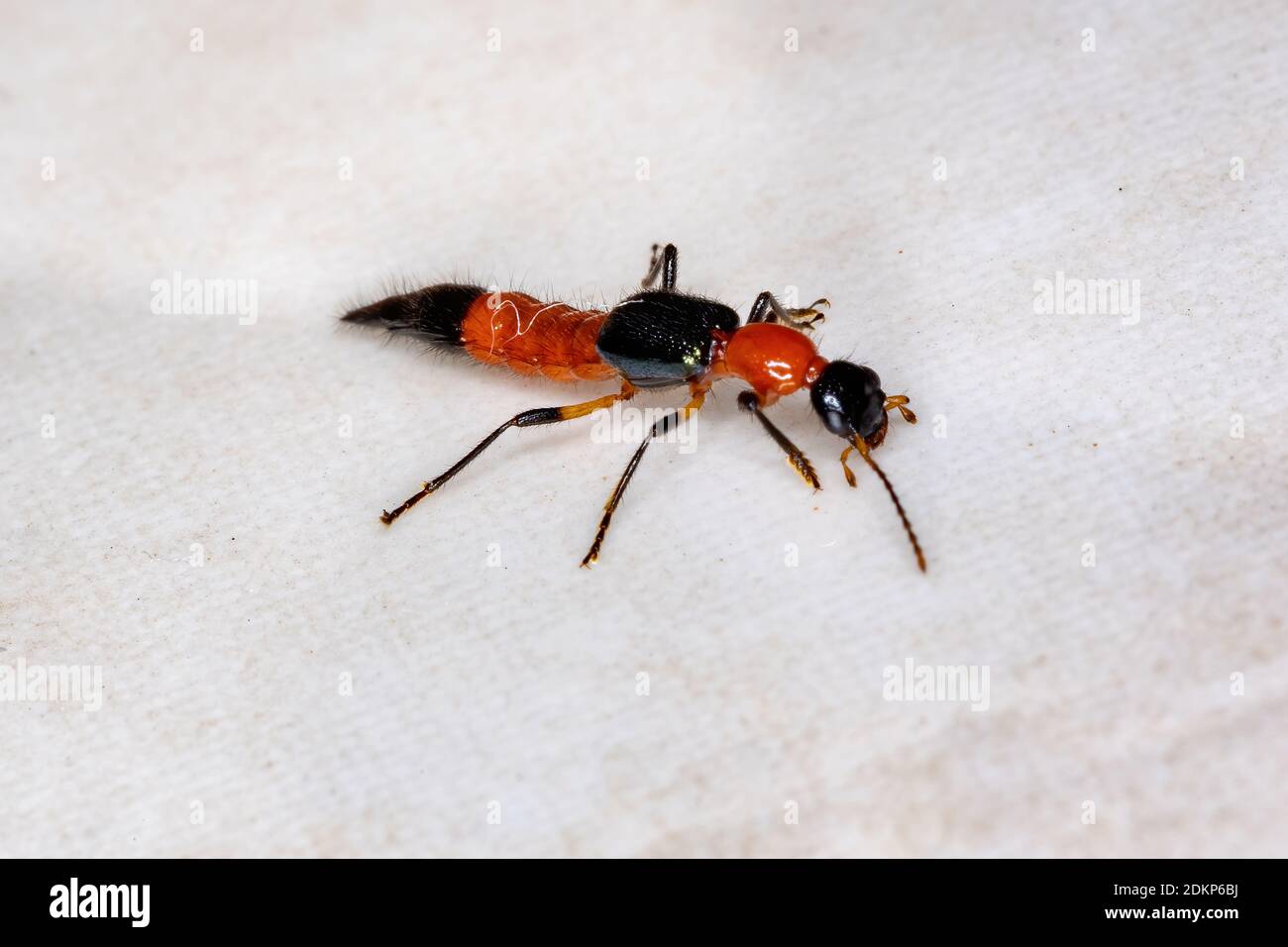 Whiplash Beetle of the Genus Paederus Stock Photo - Alamy