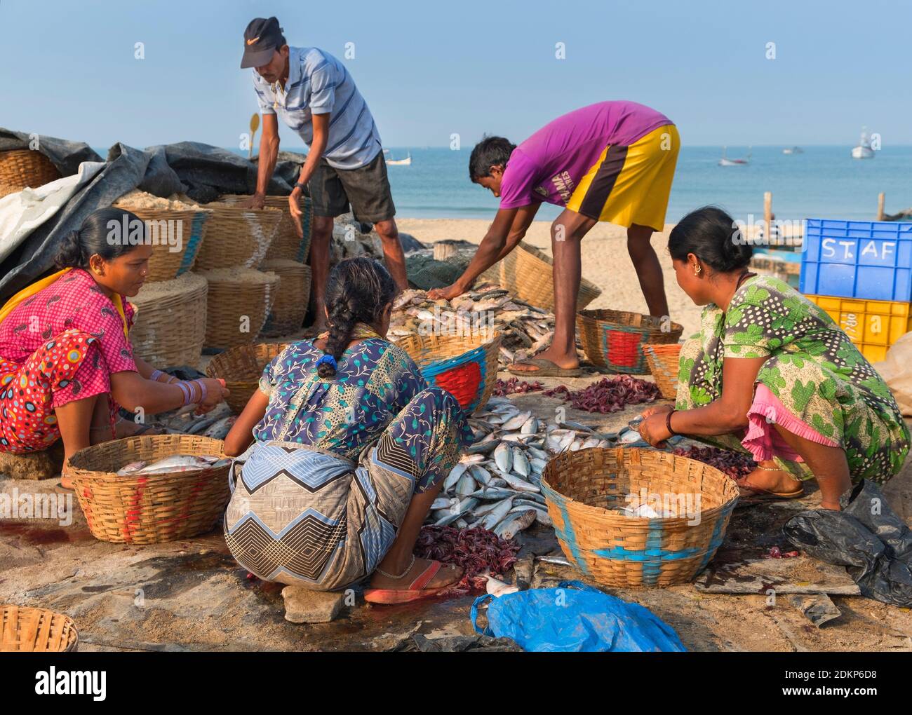 Sorting fish Colva Beach Goa India Stock Photo - Alamy