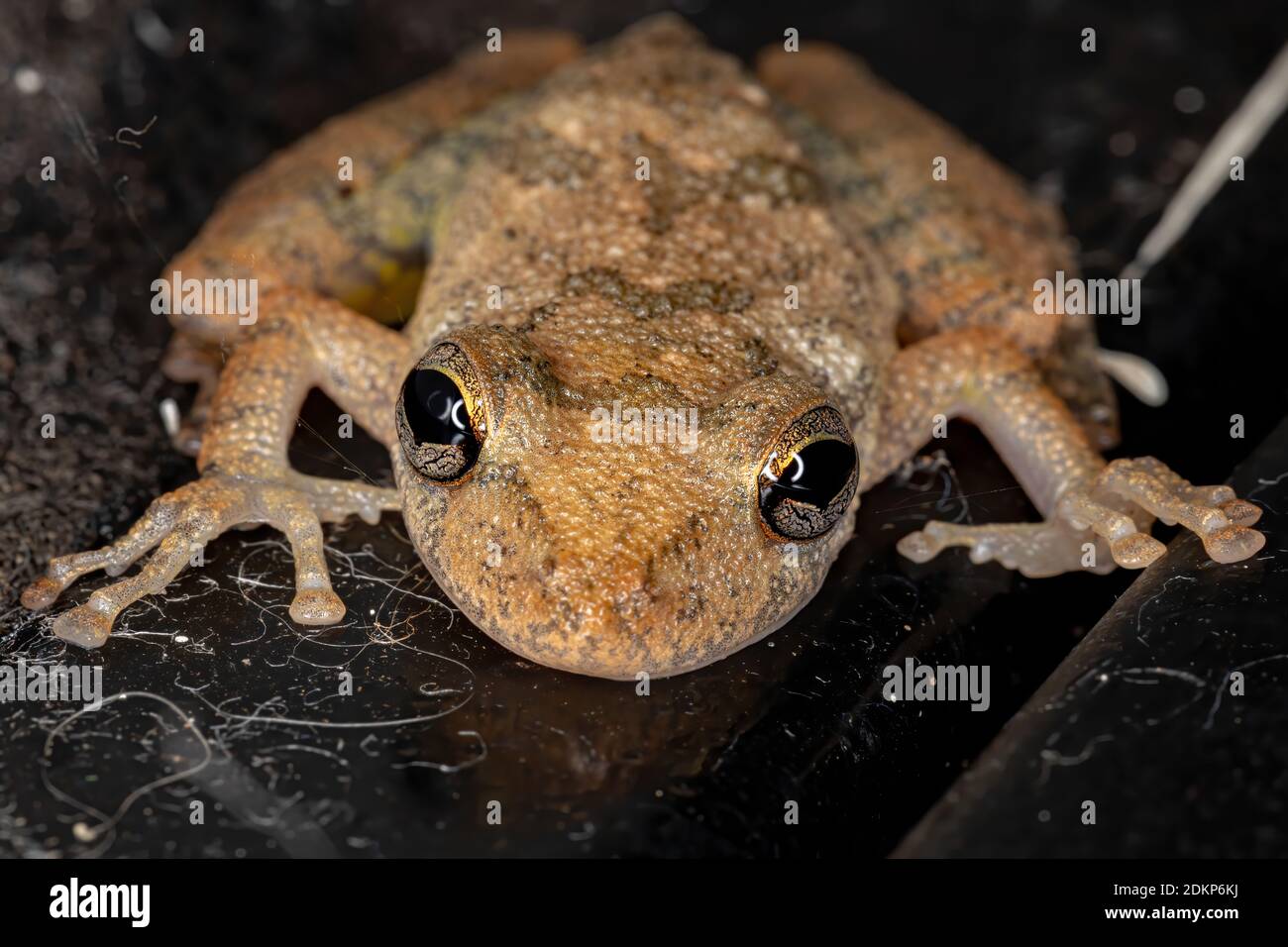 Fuscous-blotched Snouted Tree Frog of the species Scinax fuscovarius ...