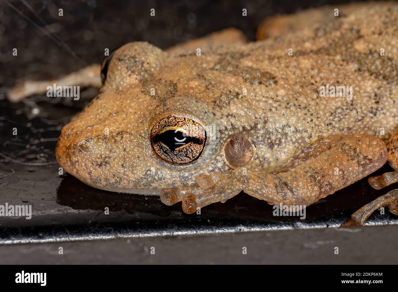 Fuscous-blotched Snouted Tree Frog of the species Scinax fuscovarius ...
