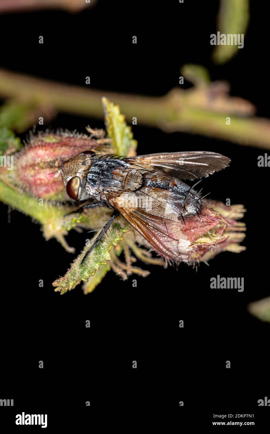 Parasitoids fly hi-res stock photography and images - Alamy