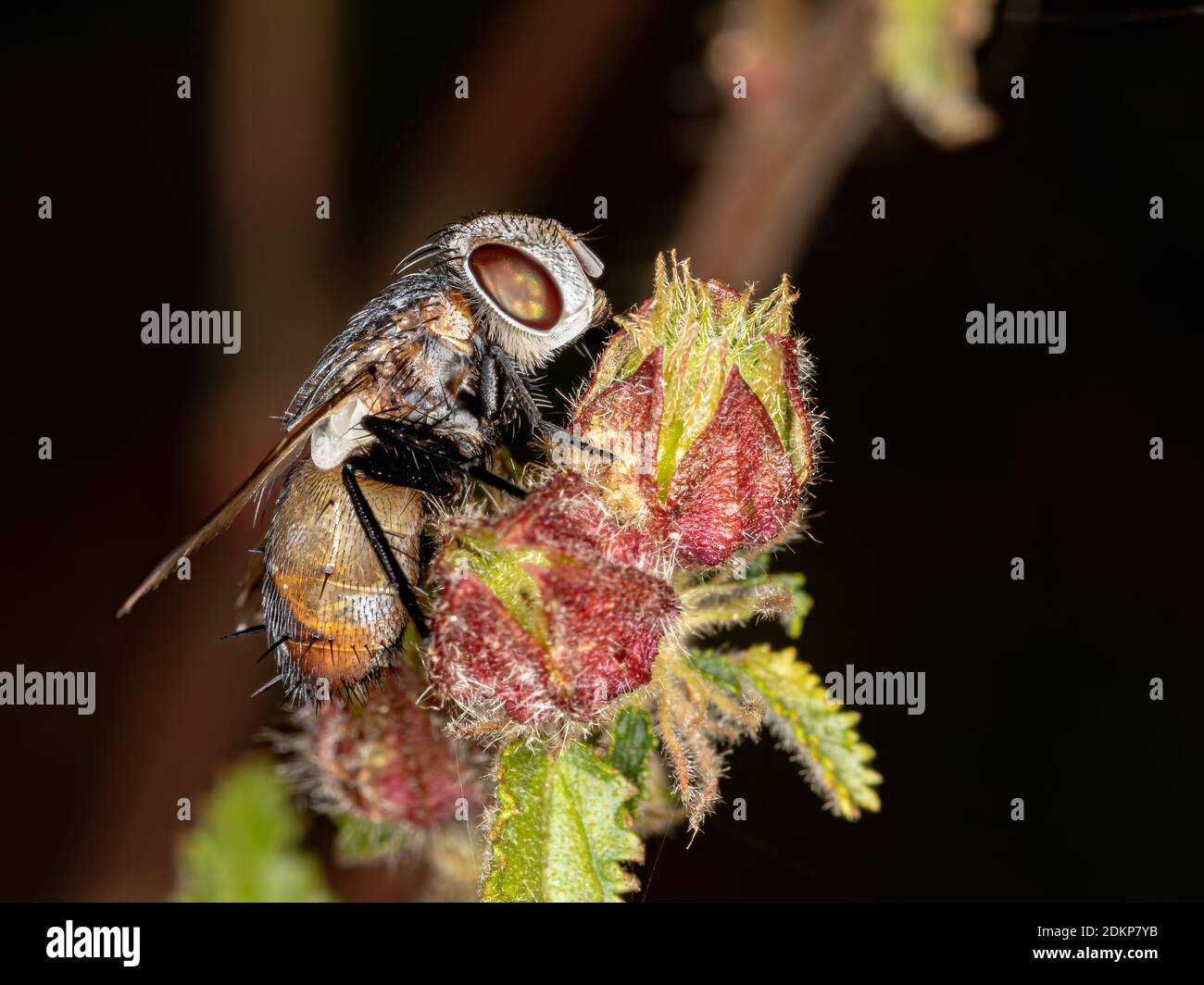 Tachinid Fly of the Family Tachinidae Stock Photo - Alamy