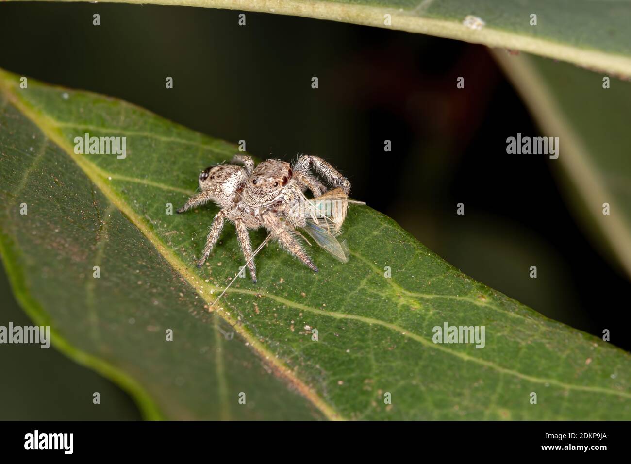 Jumping spider of the Genus Metaphidippus Stock Photo - Alamy