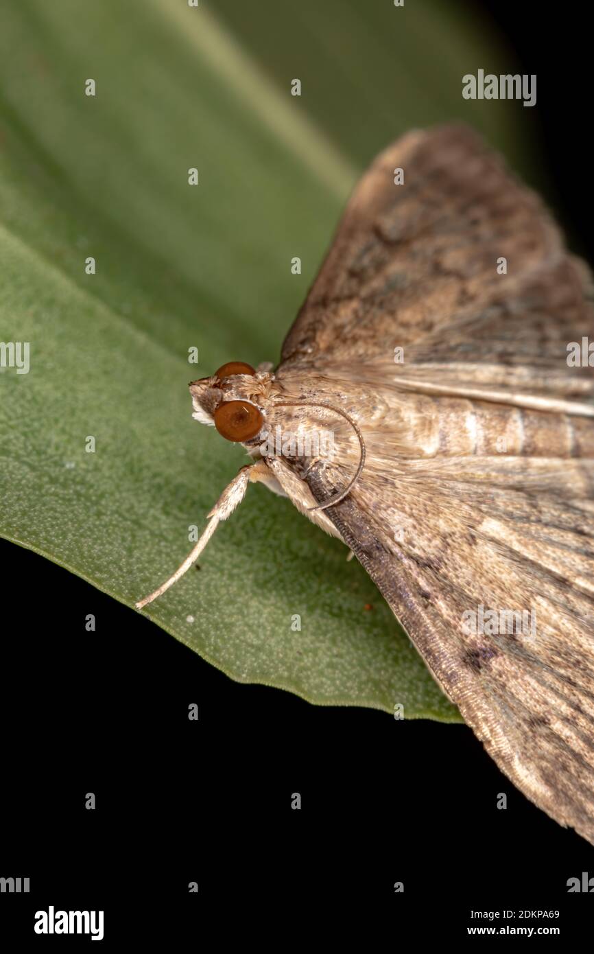 Pearl Moth of the Subfamily Spilomelinae Stock Photo - Alamy