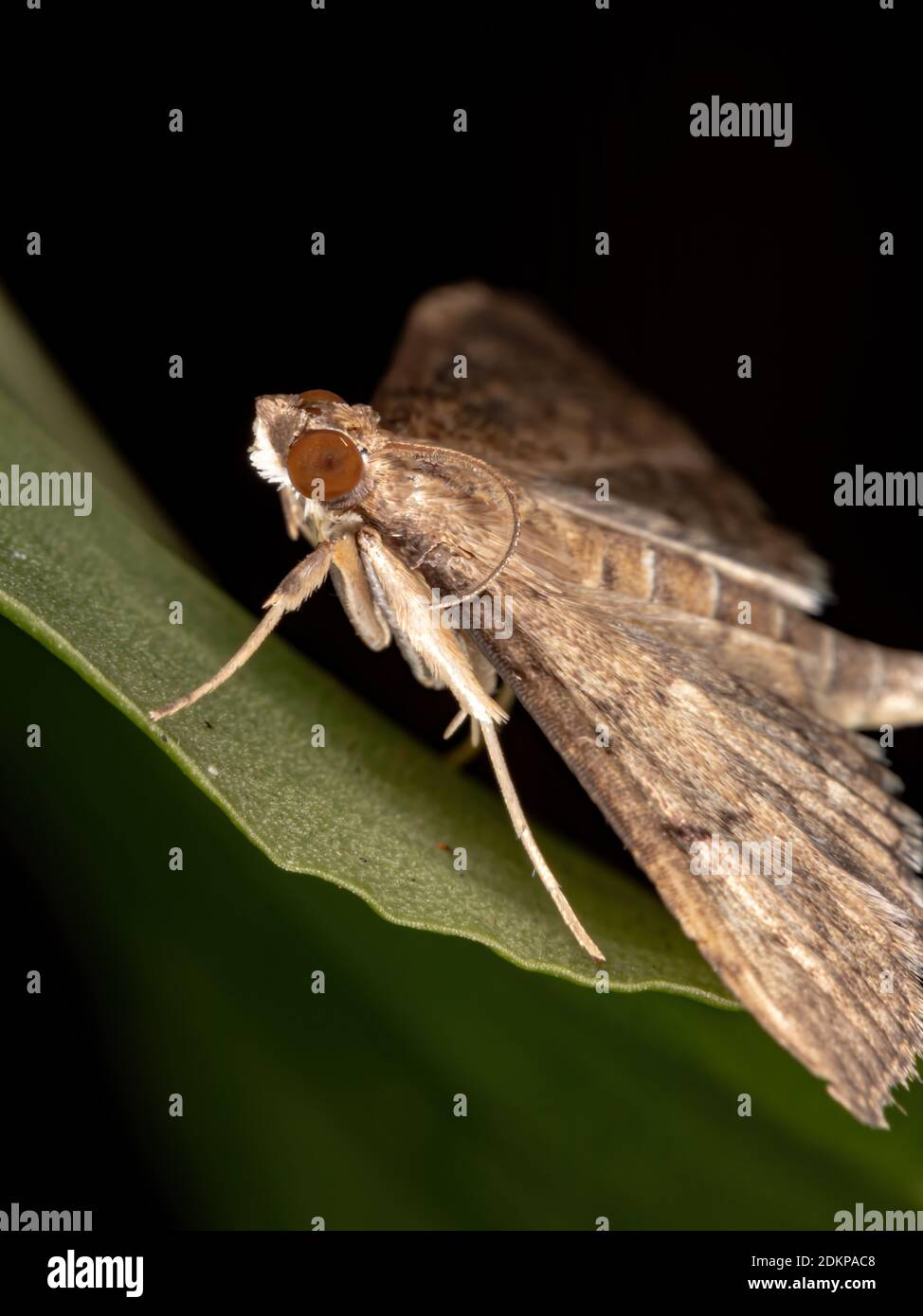 Pearl Moth of the Subfamily Spilomelinae Stock Photo - Alamy