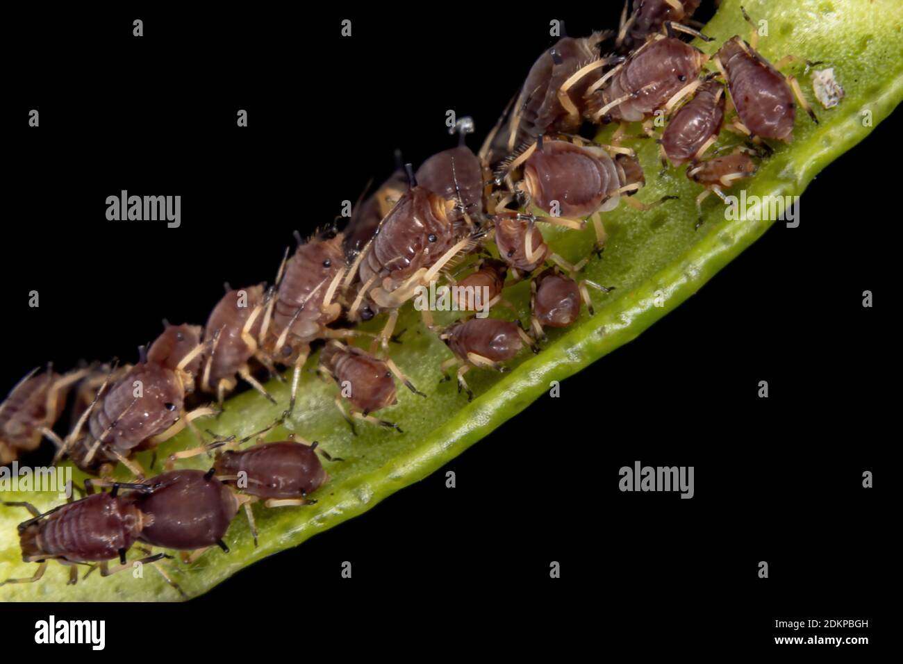 Hemiptera family hi-res stock photography and images - Alamy