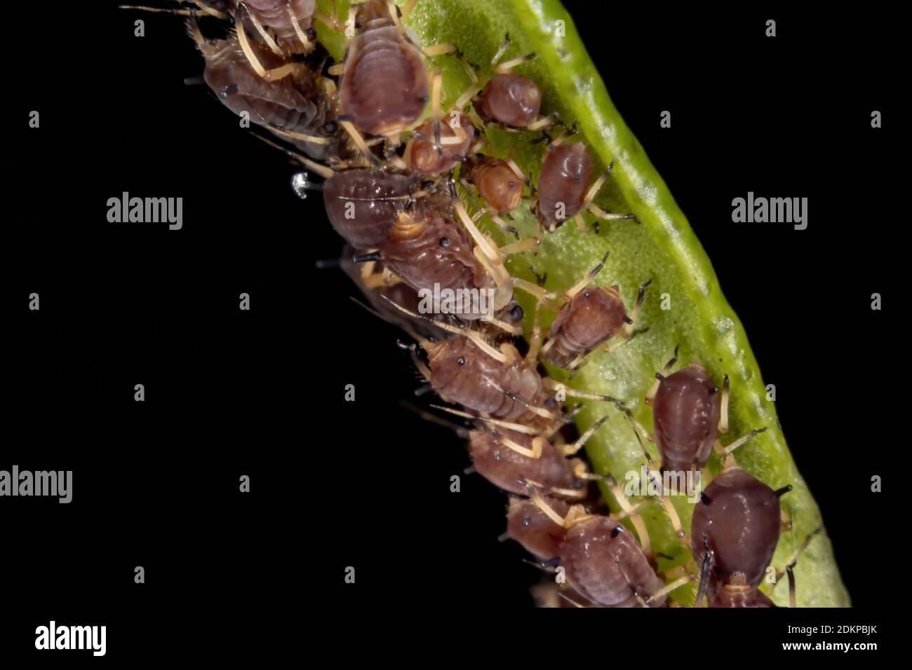 Aphids of the Family Aphididae Stock Photo - Alamy