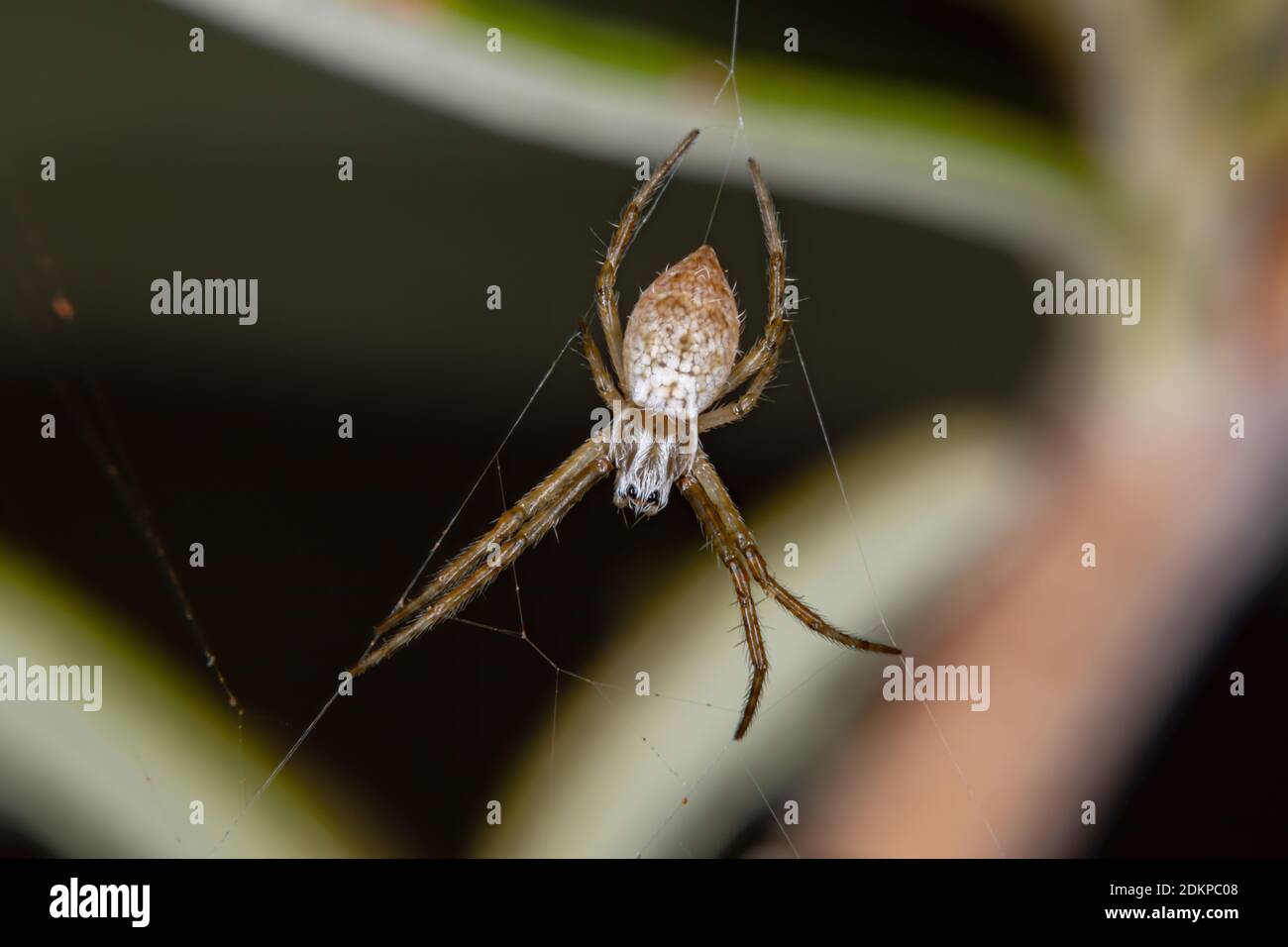 Brazilian spider of the genus Argiope Stock Photo - Alamy