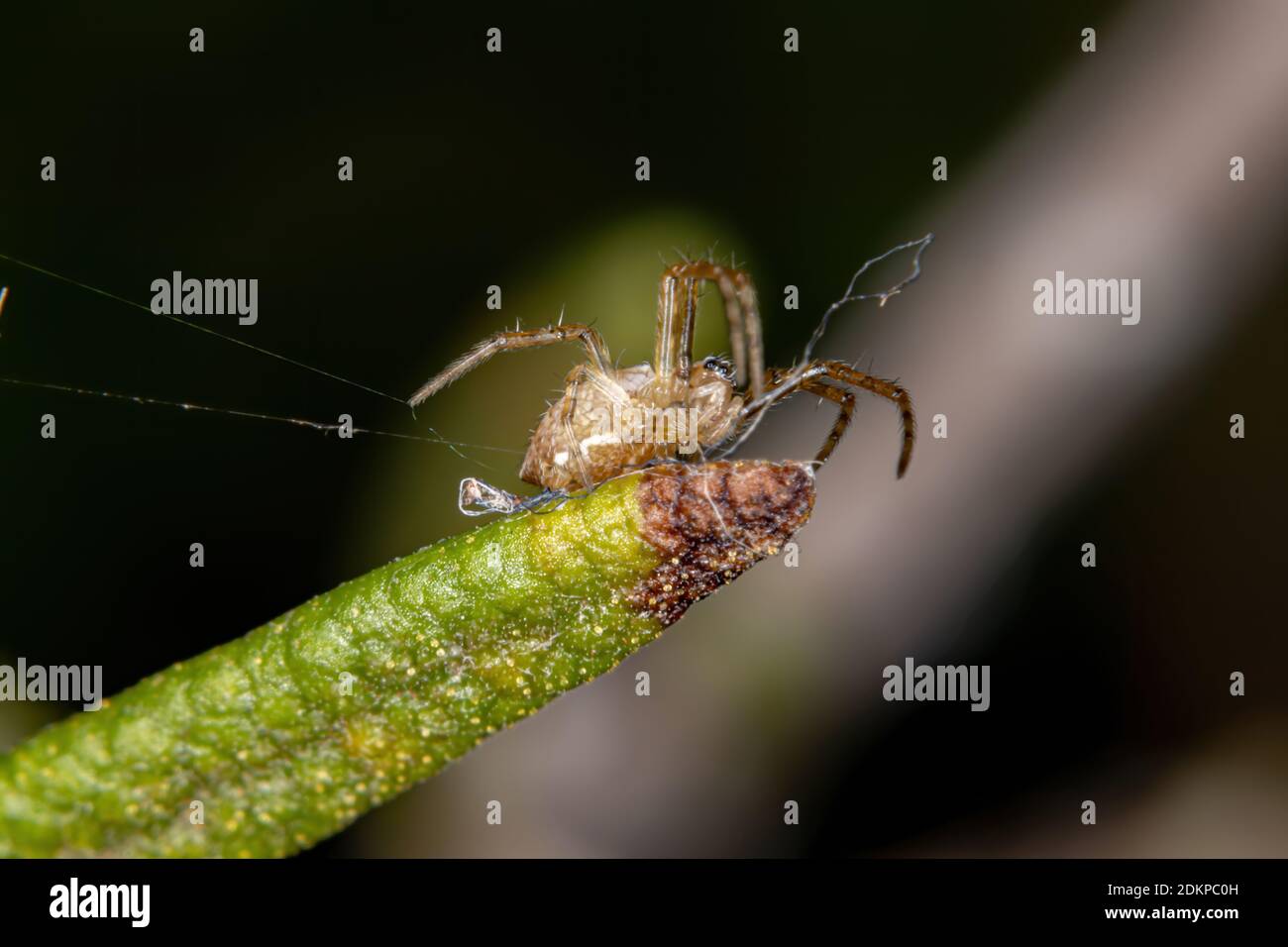 Brazilian spider of the genus Argiope Stock Photo - Alamy