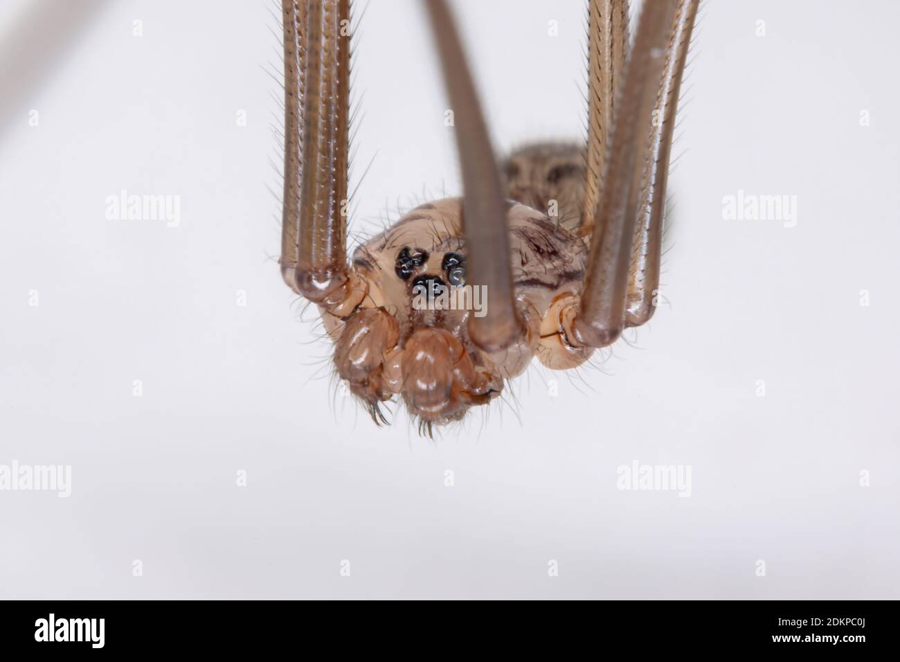 Cellar Spider of the species Family Pholcidae Stock Photo - Alamy