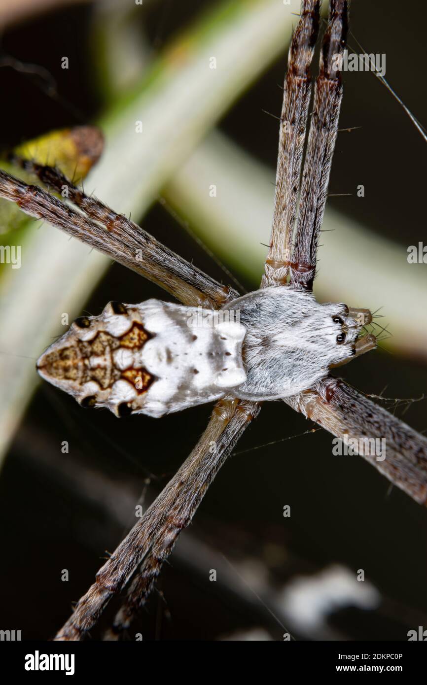 Silver argiope argentata orb weaver spider hi-res stock photography and ...