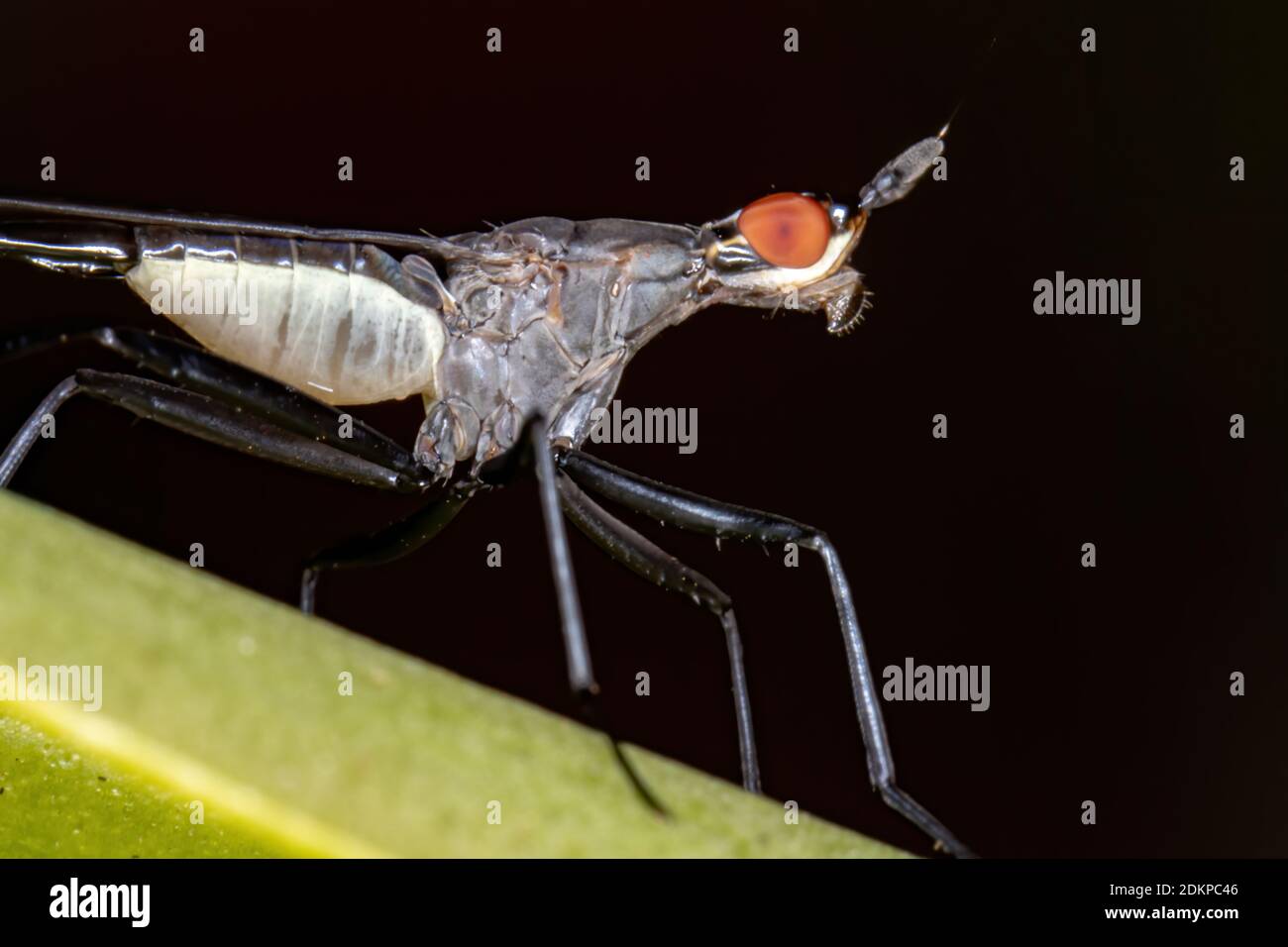 Cactus Fly of the Family Neriidae Stock Photo - Alamy