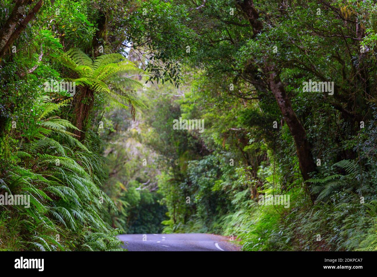 road in remote jungle in New Zealand Stock Photo - Alamy