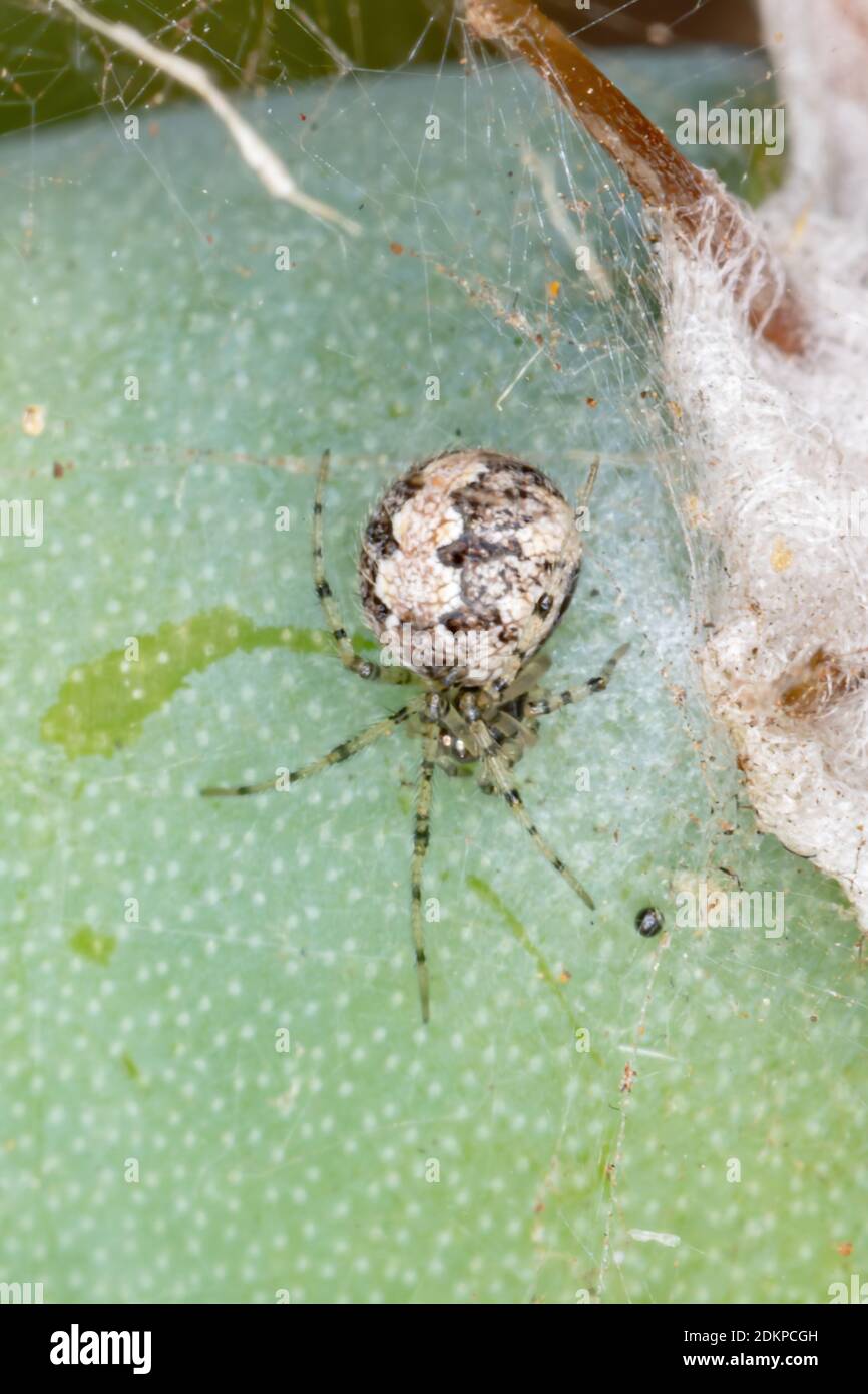 Cobweb Spider of the Family Theridiidae Stock Photo - Alamy