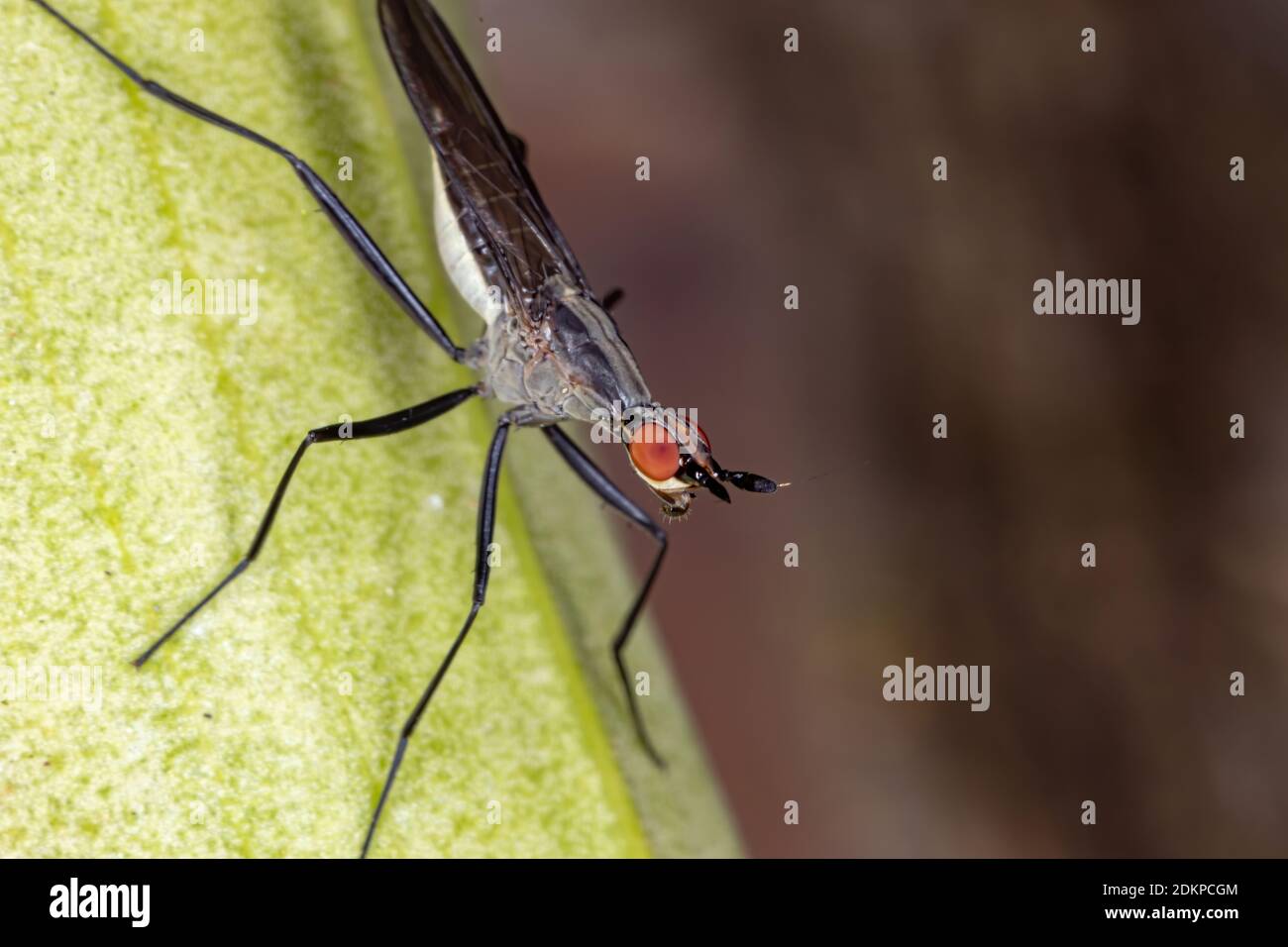 Cactus Fly of the Family Neriidae Stock Photo - Alamy