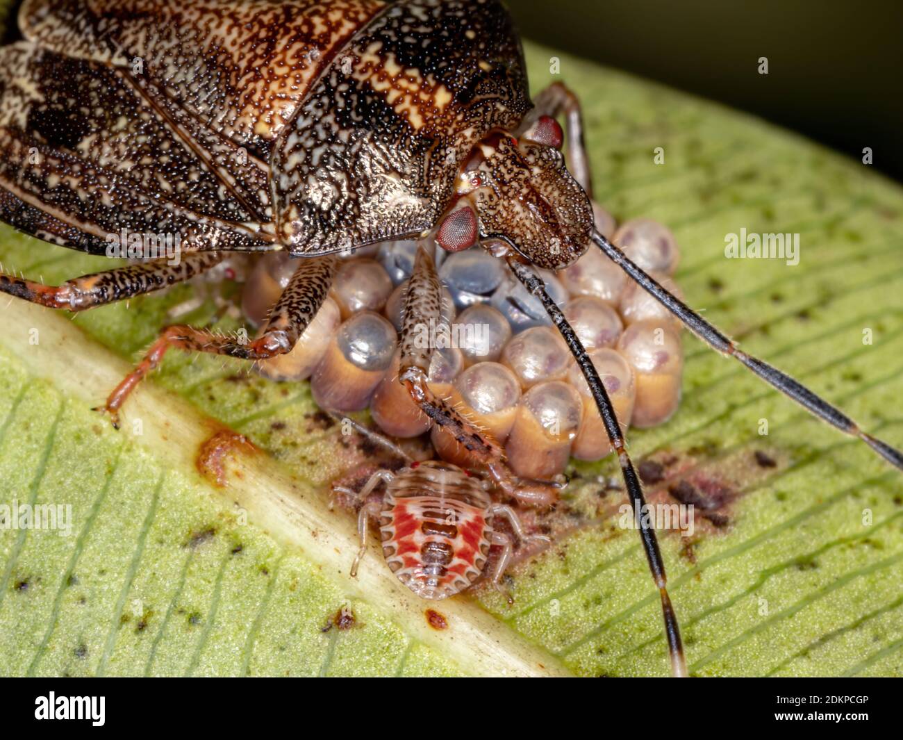 brazilian Stink Bug of the genus Antiteuchus Stock Photo - Alamy