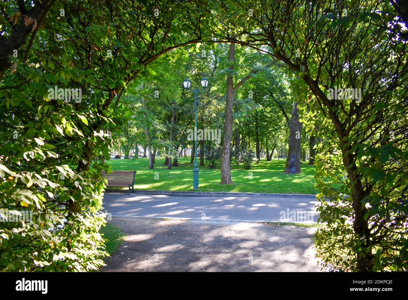 Living trees hi-res stock photography and images - Alamy