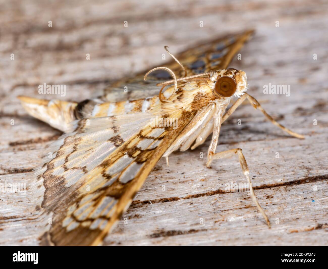 Samea hi-res stock photography and images - Alamy