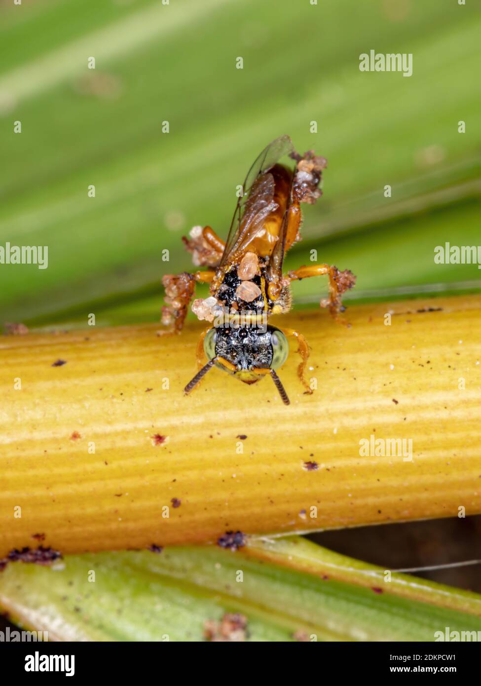 Jatai bee of the species Tetragonisca angustula Stock Photo - Alamy