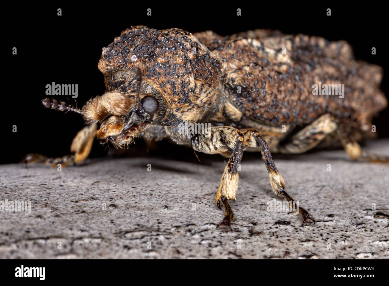 Auger Beetle of the species Lichenophanes plicatus Stock Photo - Alamy