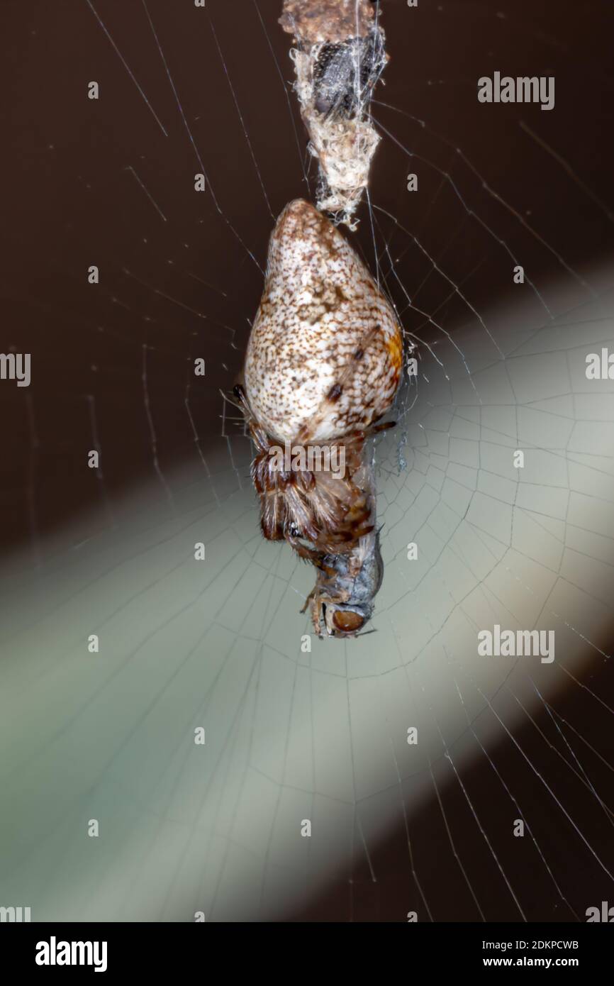 Trashline Orbweaver of the Genus Cyclosa Stock Photo - Alamy