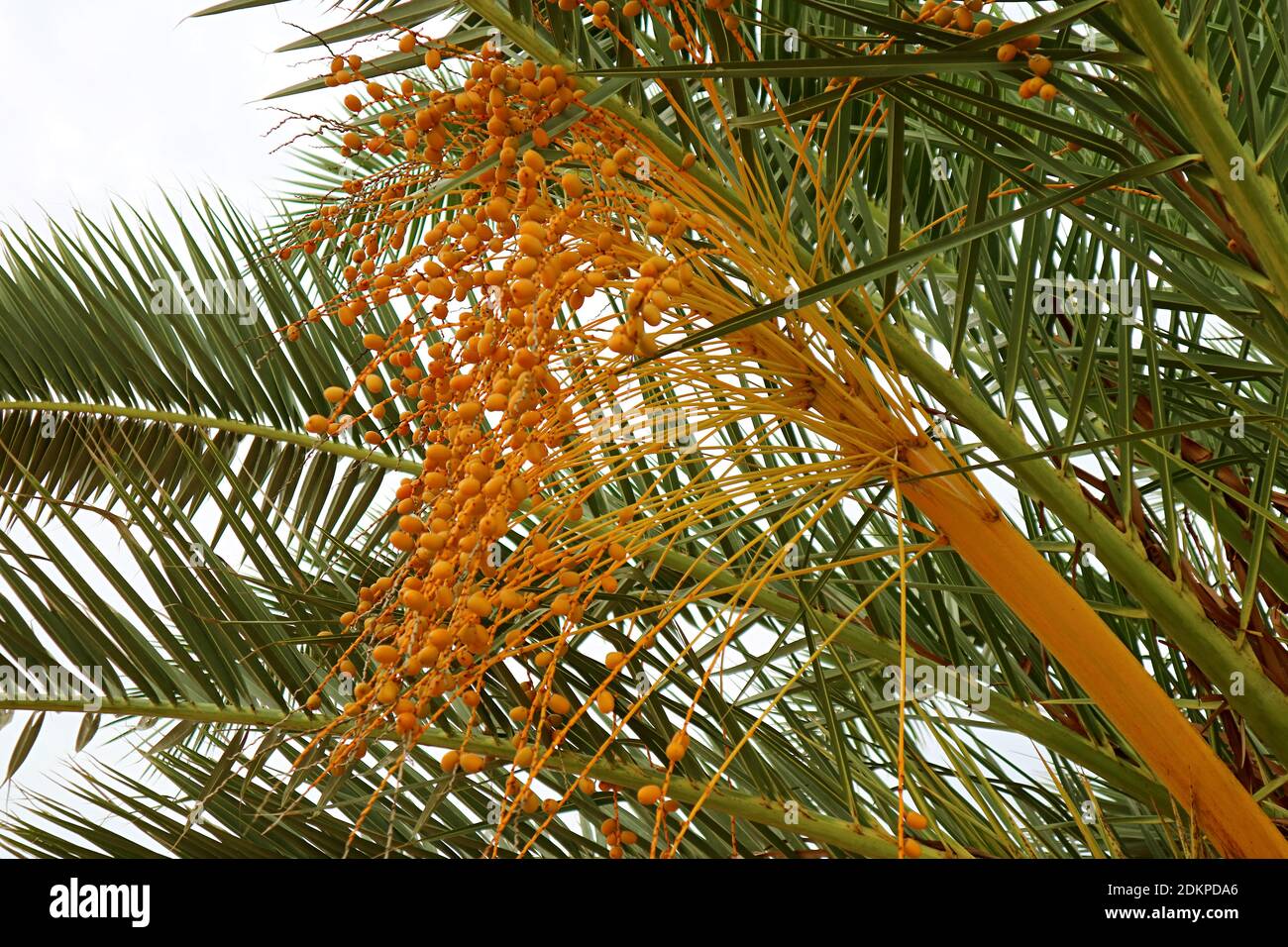 Date palm fruits in hi-res stock photography and images - Alamy