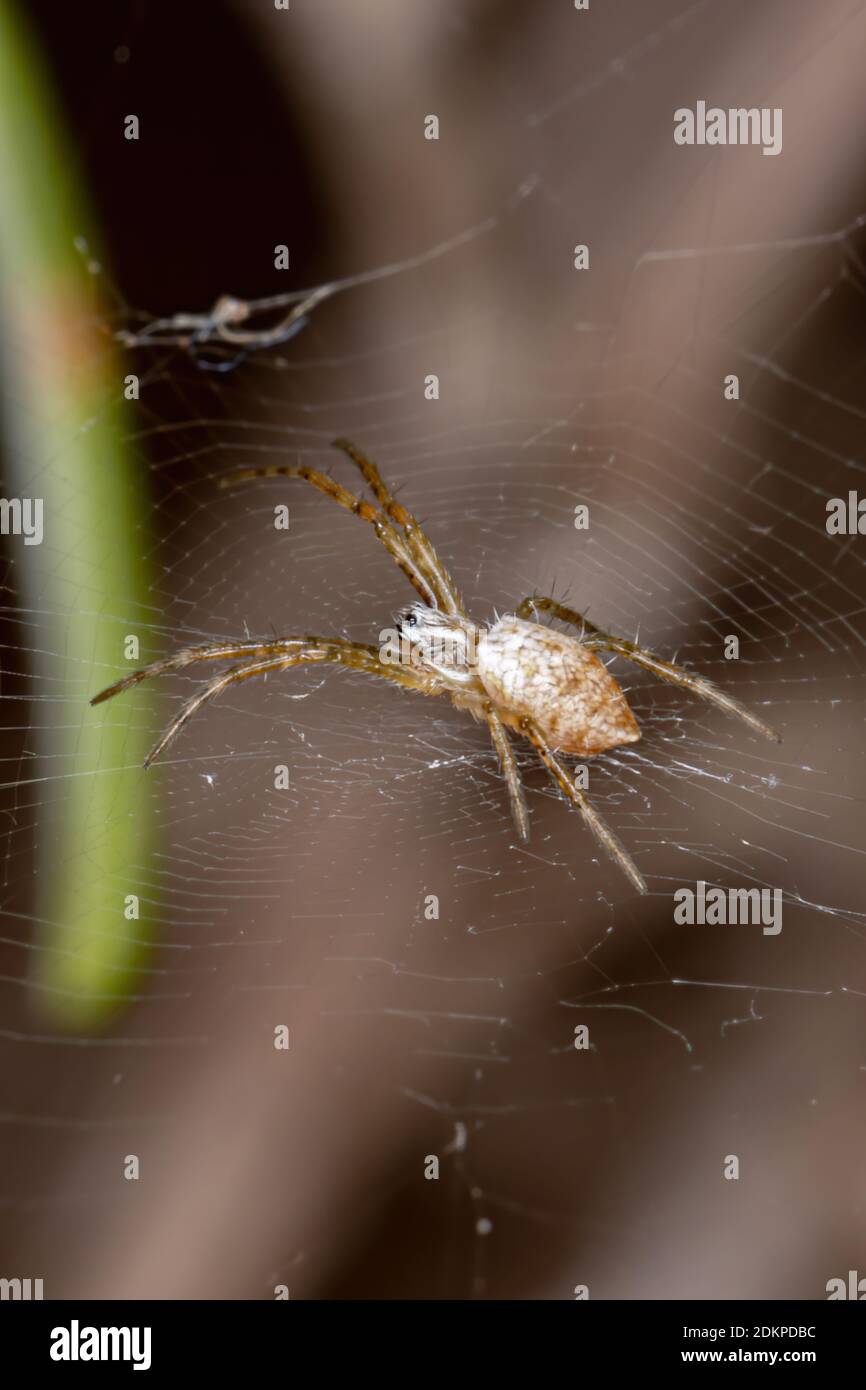 Brazilian spider of the genus Argiope Stock Photo - Alamy